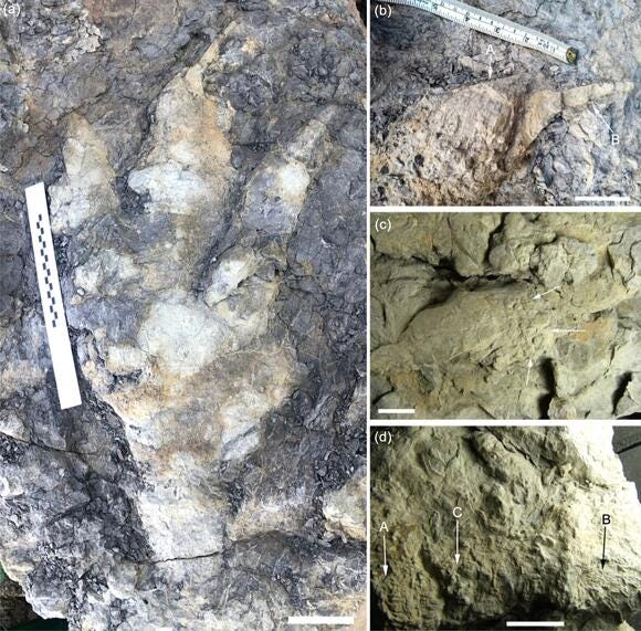A jaw-dropping dinosaur fossil footprint, largest of its kind, was ...