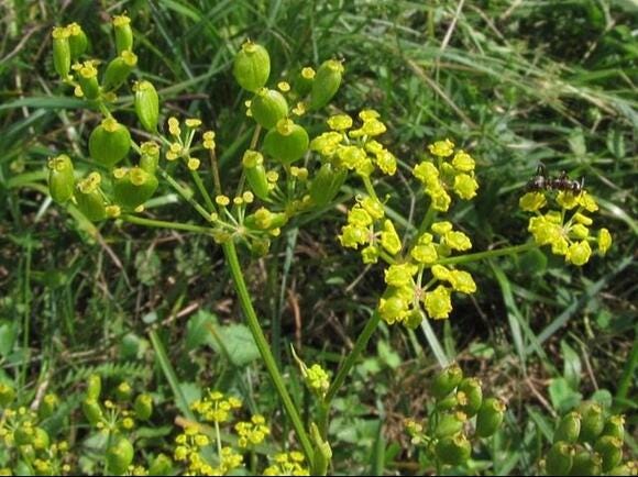 The Complete Guide to Growing Perfect Parsnips in Your Garden | by Marcie Pratt | Medium