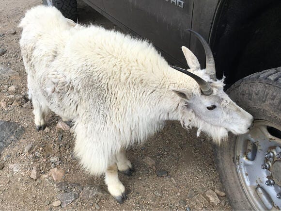 Salt-slurping goats lick cars clean | by David Heitz | Medium