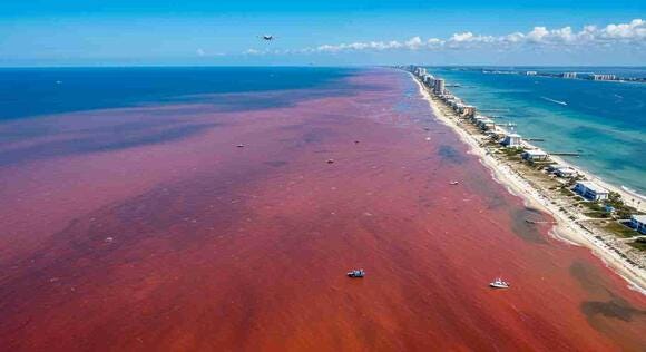 Bacteria Levels Rise As Florida’s Most Polluted Beaches Raise Concerns ...
