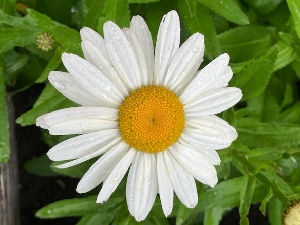 A Shasta Daisy and The Fibonacci Sequence | by Enchanted Seashells ...