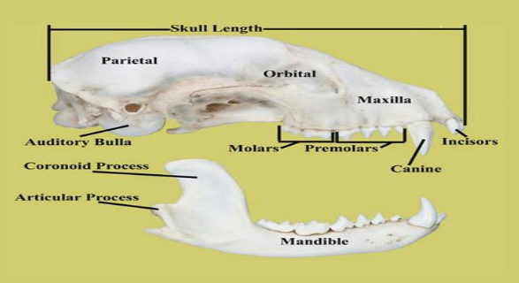 Skull Sizes and Mandible Lengths of Lynx Rufus and Felis Domestica show ...