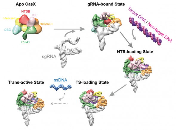 Early-stage companies — Scribe Therapeutics | by Axial | Axial | Medium