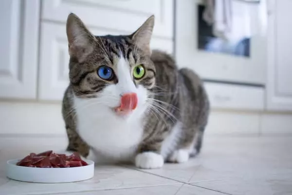 Slideshow People Foods Cats Can Eat | by Othmane Othmaneel | Nov, 2023 | Medium