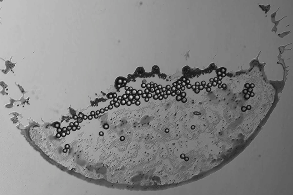 Looking to Mud to Study How Particles Become Sticky | by Penn ...