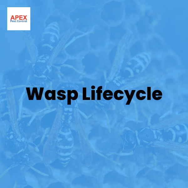 Wasp Lifecycle. Wasp Lifecycle: A Detailed Look | by Apex Pest Control ...