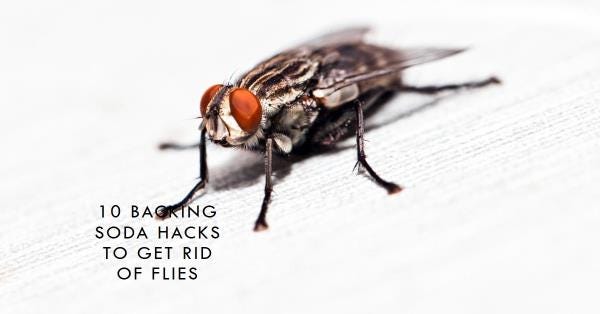 10 Baking Soda Hacks To Get Rid of Flies From Home Fast. | by Rid of ...