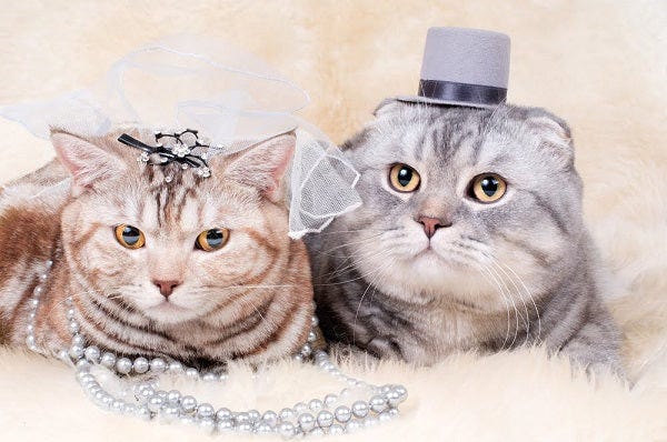 How To Tell A Cat’s Gender By Face? | by Meetclaw | Medium