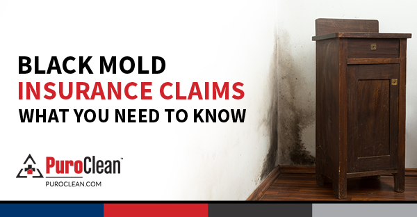 Black Mold Insurance Claims — What You Need to Know | by Puroclean ...