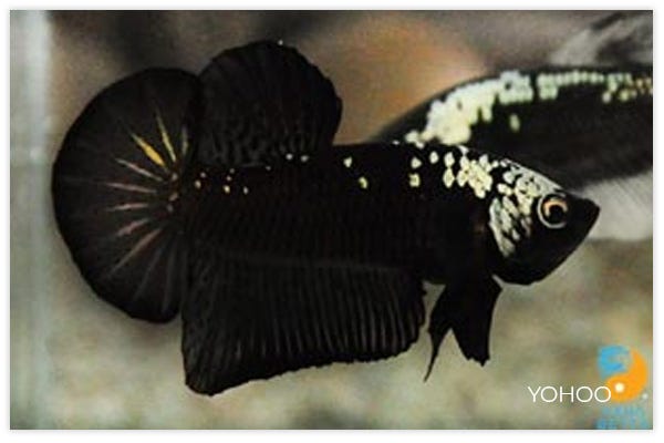 Sejarah Cupang Samurai Black Samurai Red Samurai | by Yohoo Indonesia ...