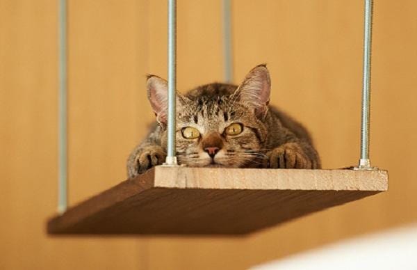Life Hacks For Cat Owners. Adopting a cat is work, but if you know ...