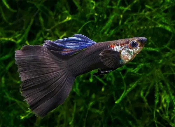 Dive into the Alluring World of Black Guppies: Elegance Unveiled in ...