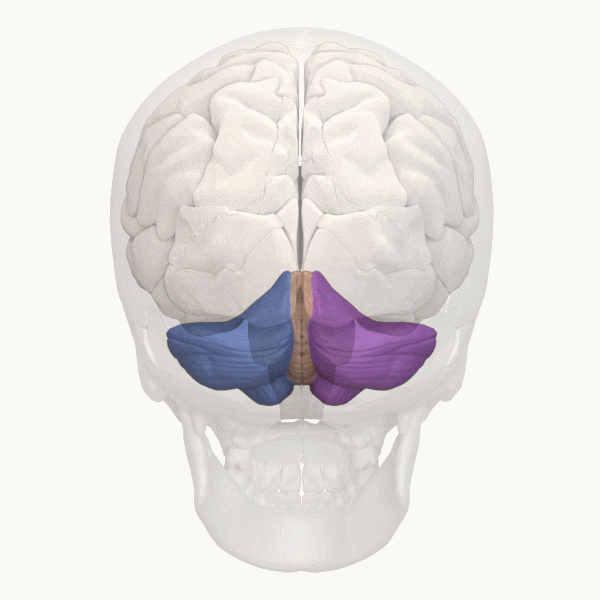 Cerebellar Damage and Conditioned Response | by Manvi Joiya | Medium