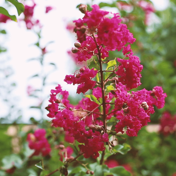 Are your crepe myrtles crying?. Crepe myrtles are EVERYWHERE in North… | by Megan O'Connell | Medium