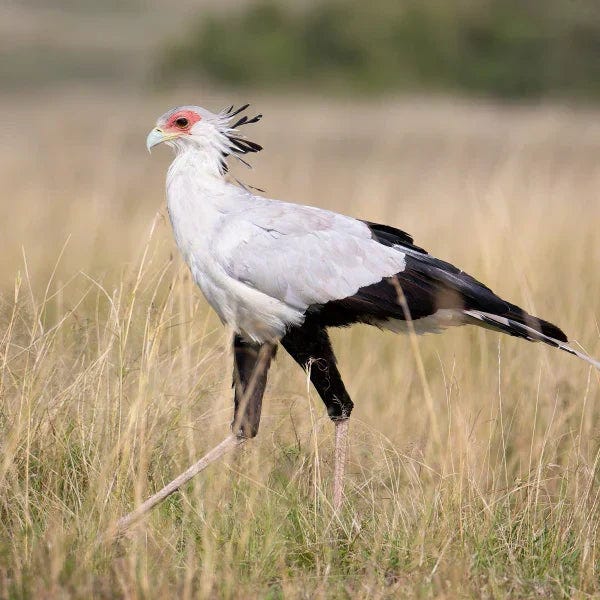 The Secretary Bird: Africa’s Deadliest Stomping Raptor | by PeckPerk ...