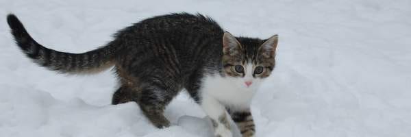 Happy Developers Write Better Code | by Rob Walters | Medium