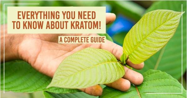 🍃 EVERYTHING YOU NEED TO KNOW ABOUT KRATOM! 🍃 | by Zach Champ | Medium