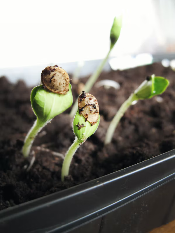 10 Ways To Make Your Apartment a Homestead! | by Self-defense & Self ...
