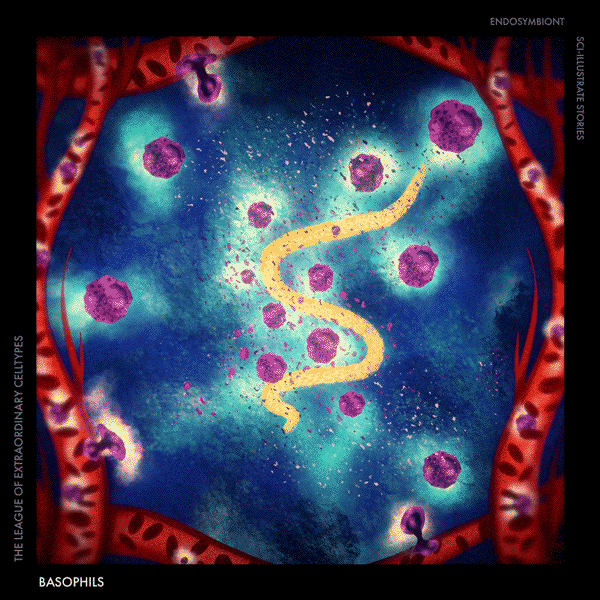 Basophils. Rarest lymphocytes among all | by Sci-Illustrate | Sci ...