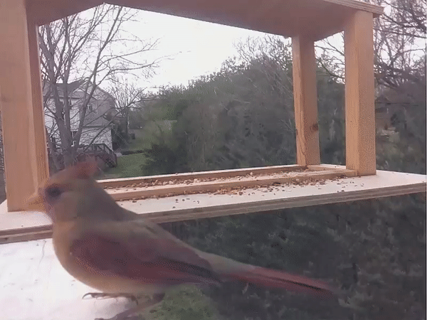 Raspberry Pi Bird Detector. I always look for new ways to get my… | by ...