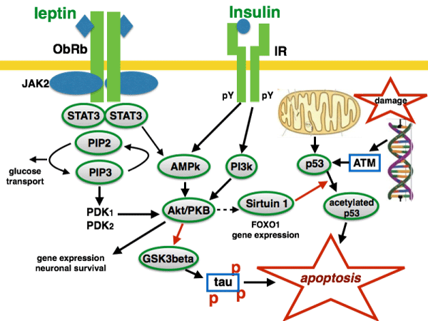 Leptin …… But like Why is it important ? | by AxOn AxOff- COGS163 | Medium