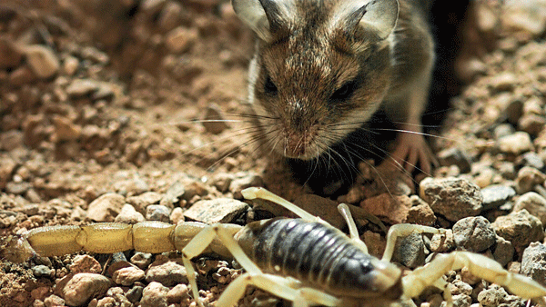 May 10, 1893 — Mice that Subsist on Scorpions - Reporting History - Medium