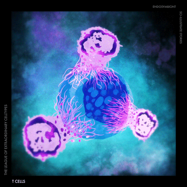 T-cells. The fighters of the adaptive immune… | by Sci-Illustrate | Sci ...