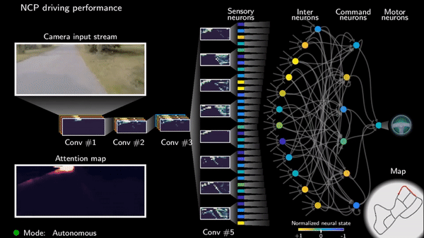 A New Brain-inspired Intelligent System Drives a Car Using Only 19 Control Neurons! | by Louis ...