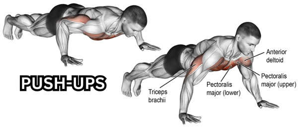 Strength Training with Push-Ups at Home: A Guide to Building Muscle and ...