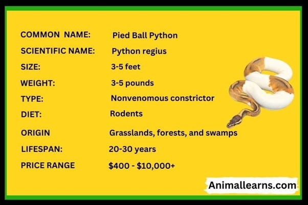 Pied Ball Python: Facts, Diet & Habitat — Animallearns | by Animal ...
