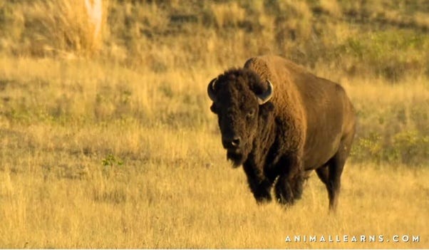 American Bison: Facts, Types (with pictures) — Animallearns | by Animal ...