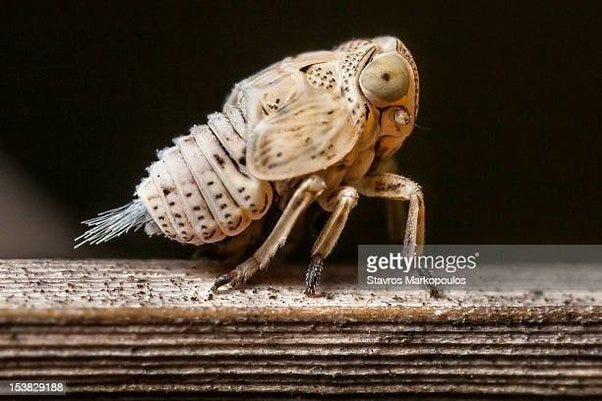 Biological Gears - Giuseppe Frisella - Medium