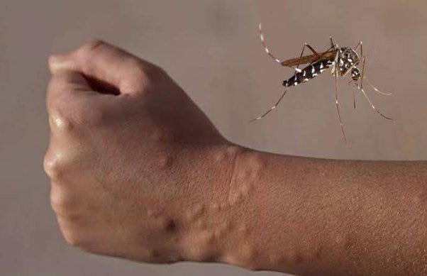 Why do mosquitoes insist on flying close to your ear while you sleep ...