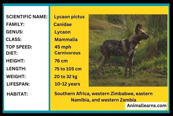 African Wild Dog | Habitat, Lifespan, Facts — Animallearns | by Animal ...