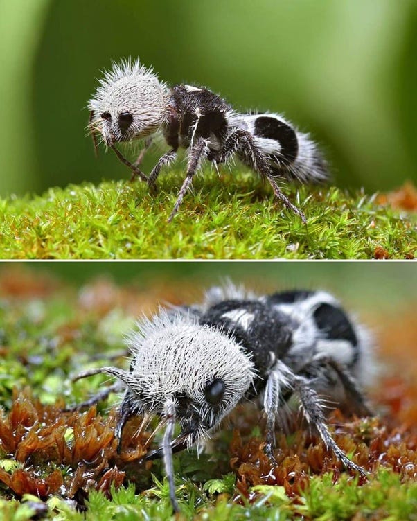The Adorable Panda Ant,. It's a Wasp! | by Freda Savahl | ILLUMINATION ...