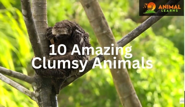 Top10 Amazing Examples of Clumsy Animals — Animallearns | by Animal ...