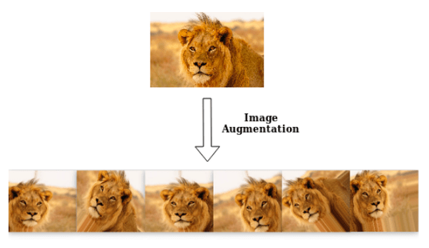 Carnivores Image Classification using Google Colab | by Jatin Kataria ...