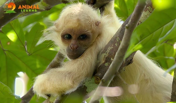 Albino Monkeys: How Nature Makes Them Rare and Unique | by Animal ...