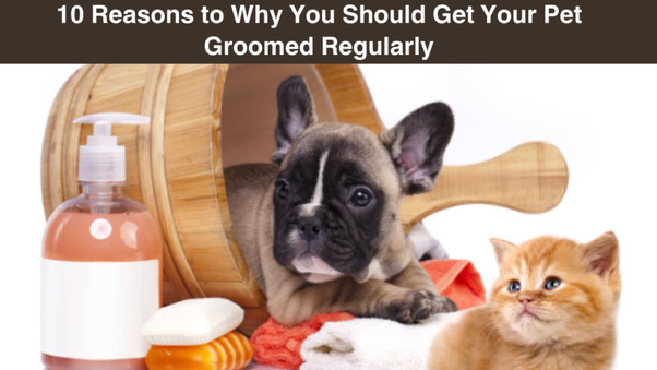 10 Reasons to Why You Should Get Your Pet Groomed Regularly - Mithilesh ...