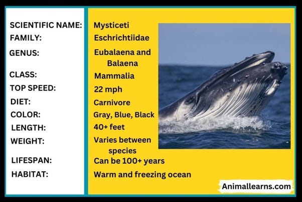 Baleen Whales | Types, Diet, Facts — Animallearns | by Animal Learns ...