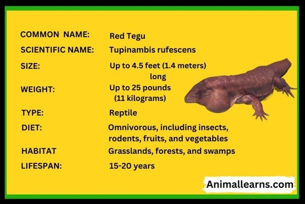 Red Tegu: Facts, Diet, Habitat, & Behavior | by Animal Learns | Medium