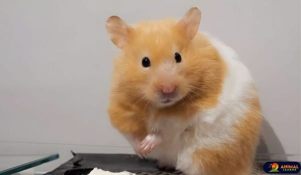 Teddy Bear Hamster: Appearance, Care Tips, Characteristics, Diet ...