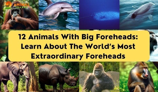 12 Types of Animals With Big Foreheads (Pictures) | by Animal Learns ...