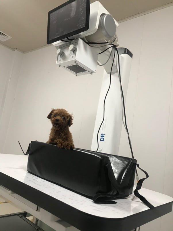 Pet Veterinary X-Ray Machine. Pet X-ray machine equipment is a… | by ...