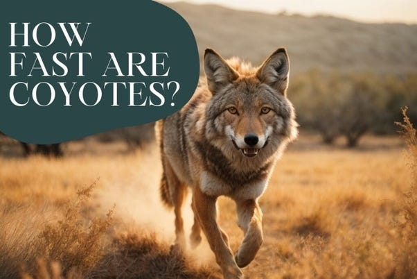 How Fast Are Coyotes? Exploring Their Impressive Speed | by Animal ...