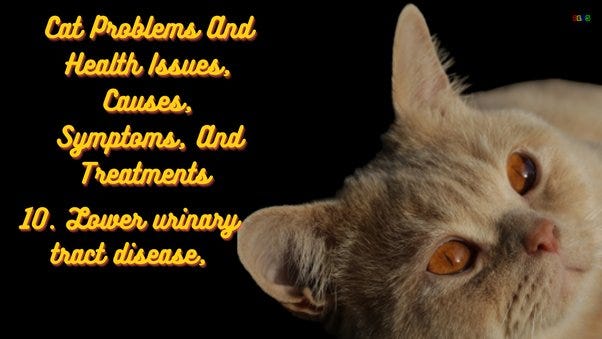 Cat Problems and Health Issues, causes, symptoms, and treatments. | by ...