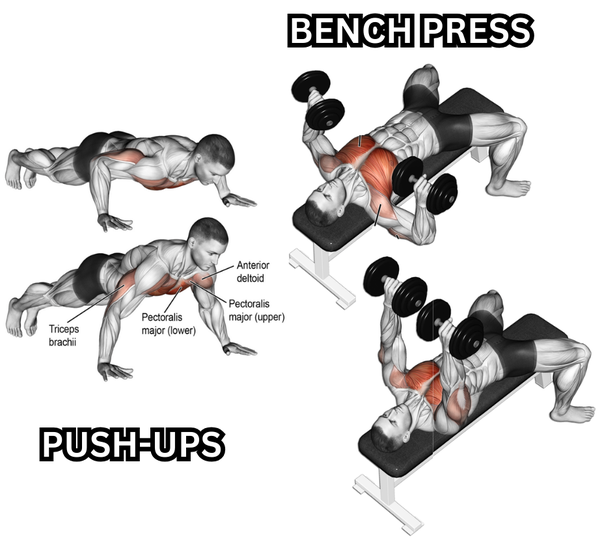 Bench Press vs. Push-ups: Unveiling the Strength Training Showdown | by ...