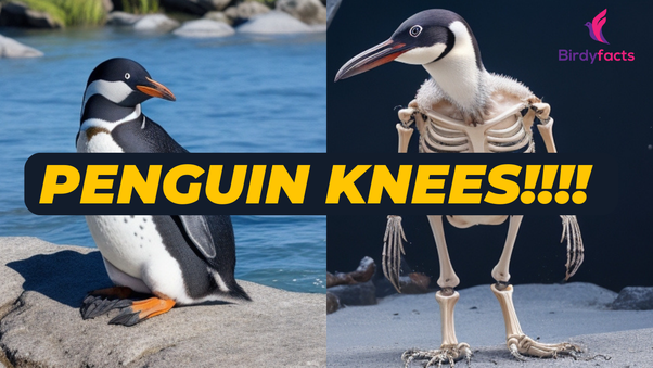 Penguin Knees: You Need To Know! - Birdyfacts - Medium