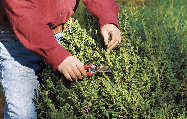 Proficient Bush Trimming Administrations That Keep Your Scene Looking ...