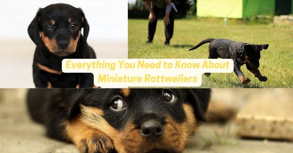 Miniature Rottweilers. Rottweilers are popular large canines… | by ...